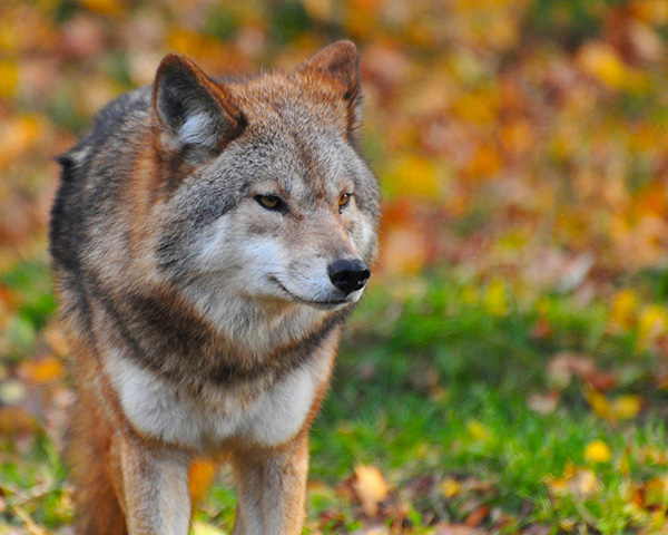 About Sumas First Nation : Sumas First Nation