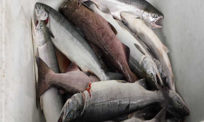 Press Releases : Sumas First Nation