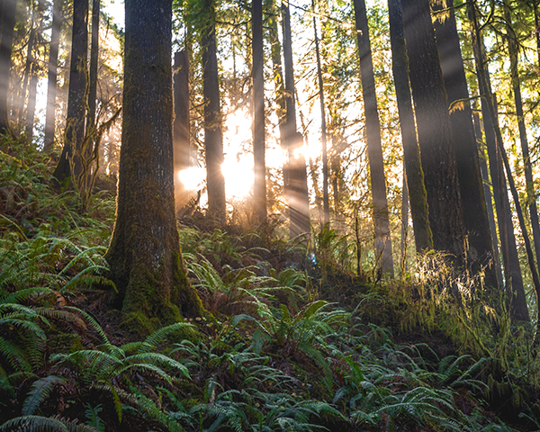 About Sumas First Nation : Sumas First Nation